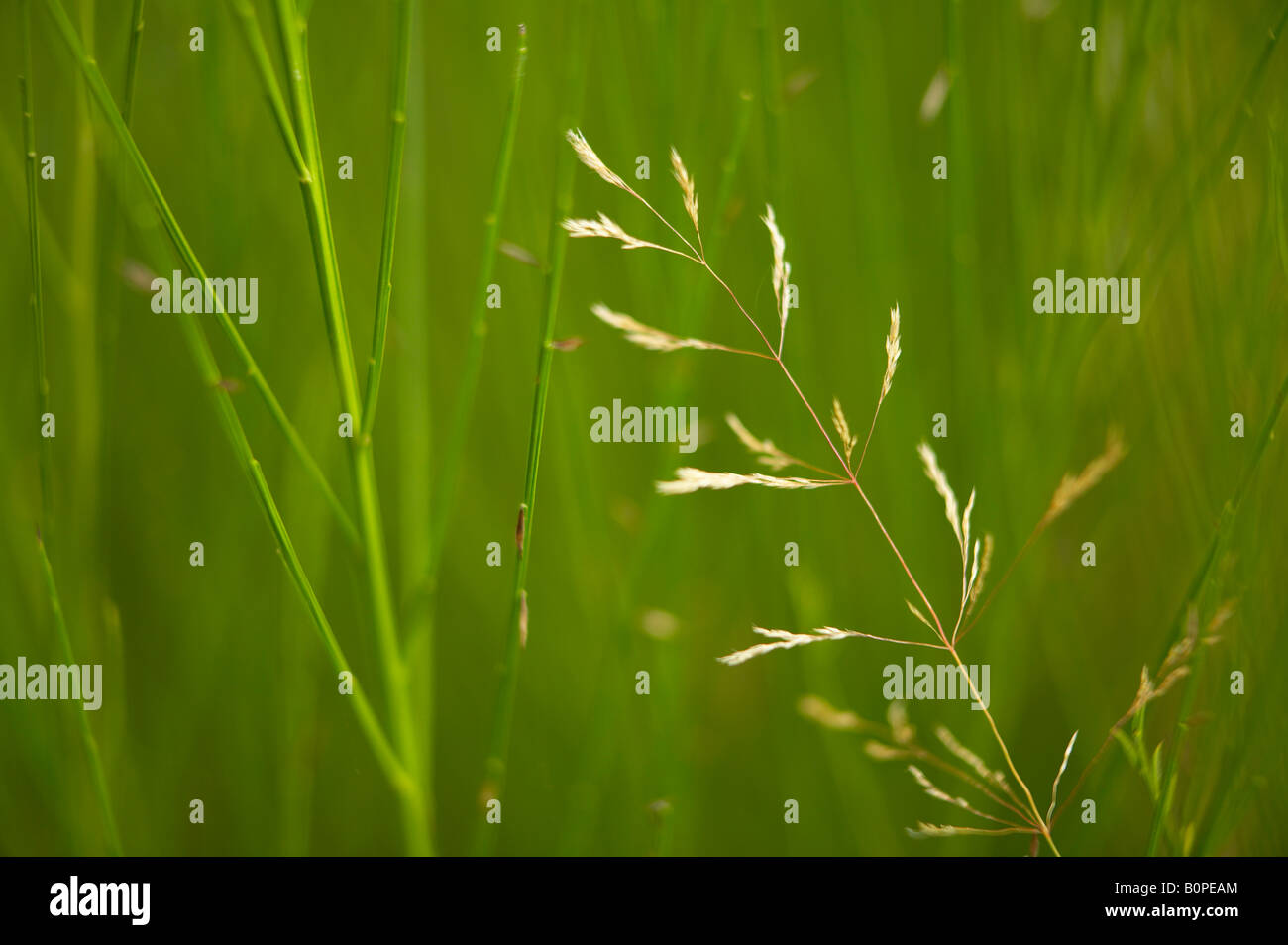 detail of grass, the Cevennes, Languedoc, France Stock Photo - Alamy