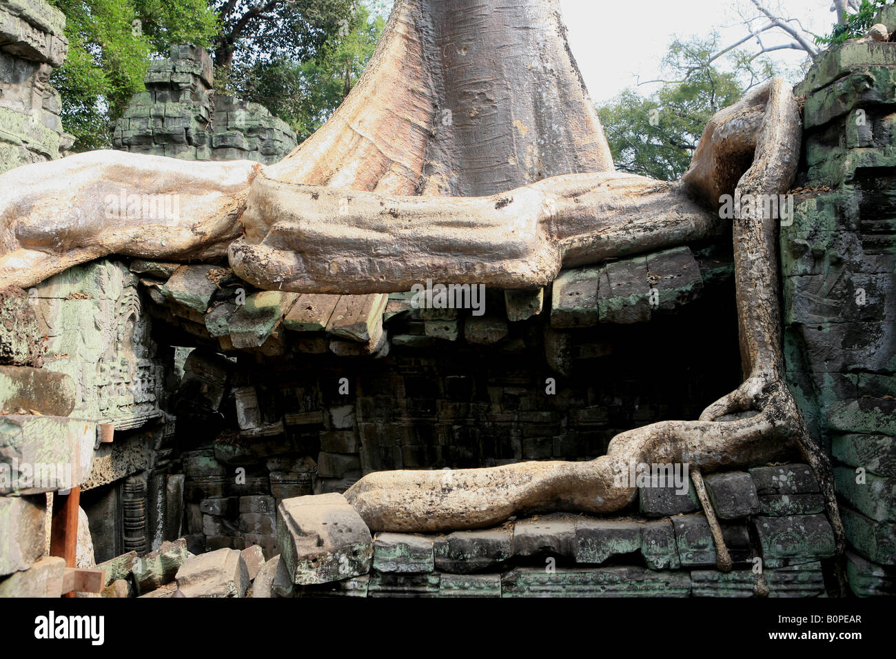 Ancient trees engulfing the walls of Ta Prohm near Angkor Wat Stock ...