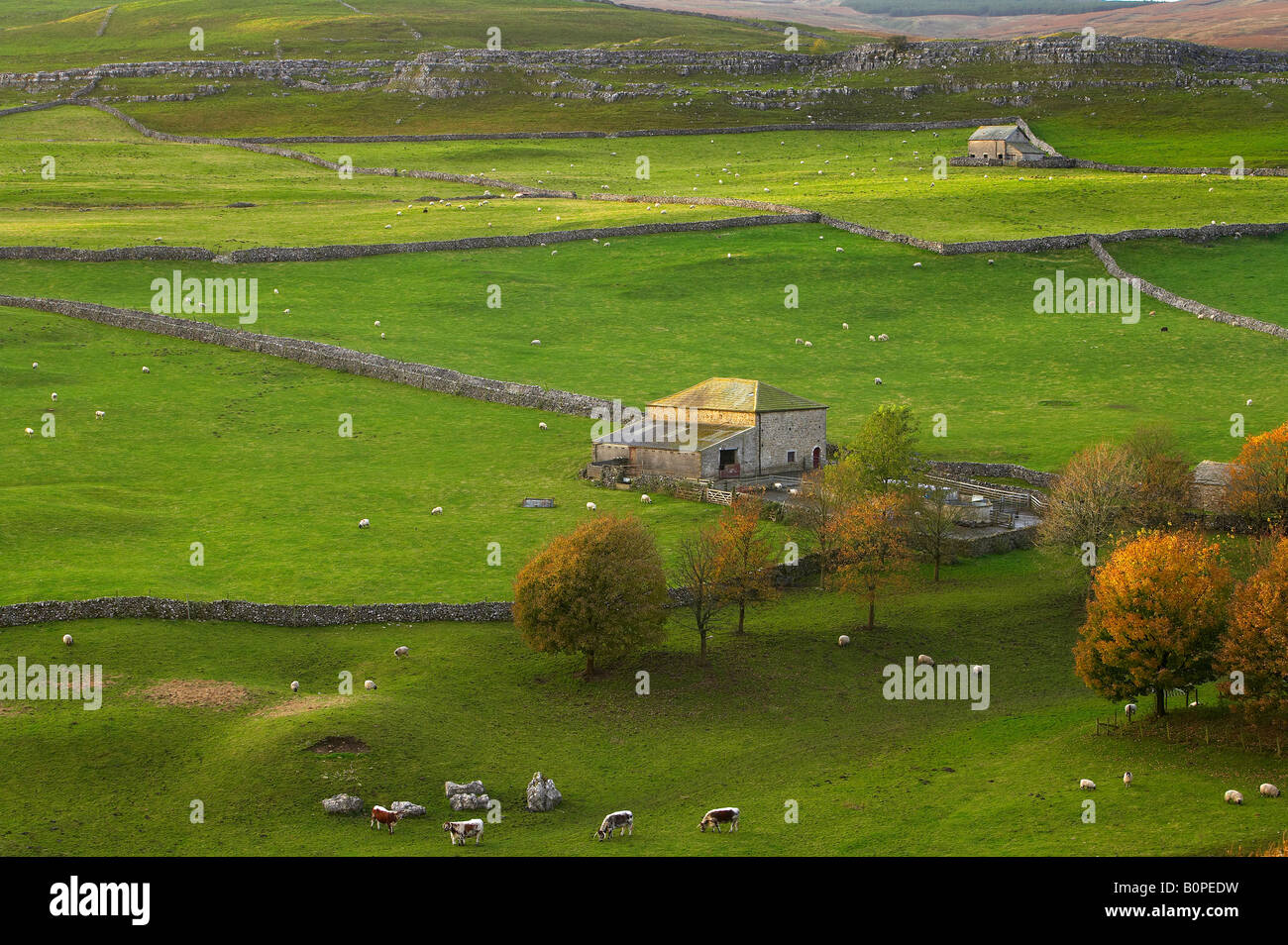 autumn colours at Arncliffe, Littondale, Yorkshire Dales National Park ...