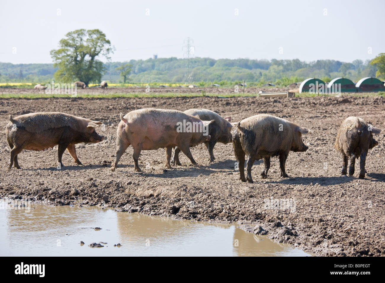 A group of pigs near their mud hole in the mid day sun Stock Photo - Alamy