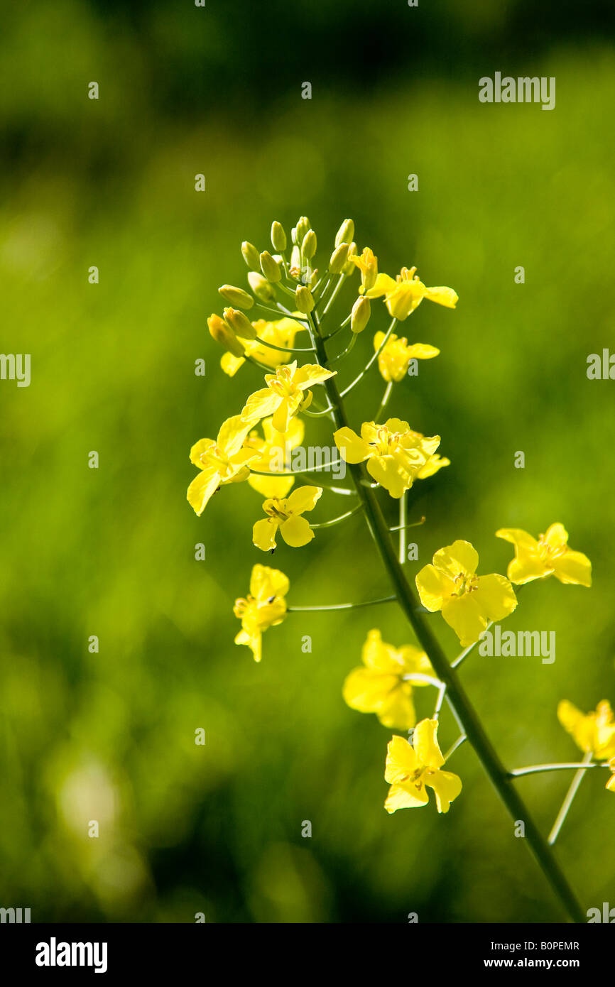 Oilseed rape flower isolated with a green background Shallow dof Stock ...
