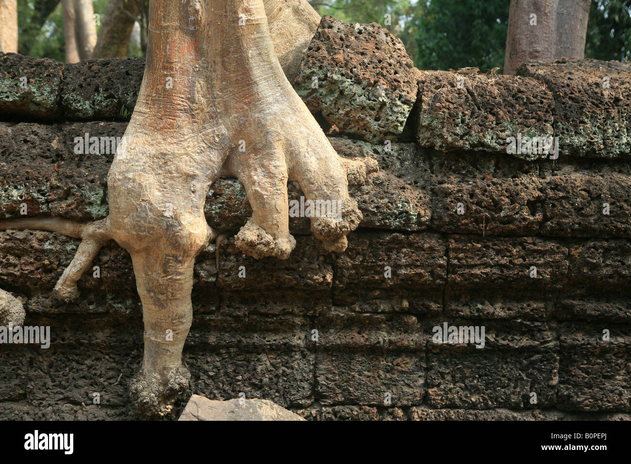 Tree engulfing building hi-res stock photography and images - Alamy