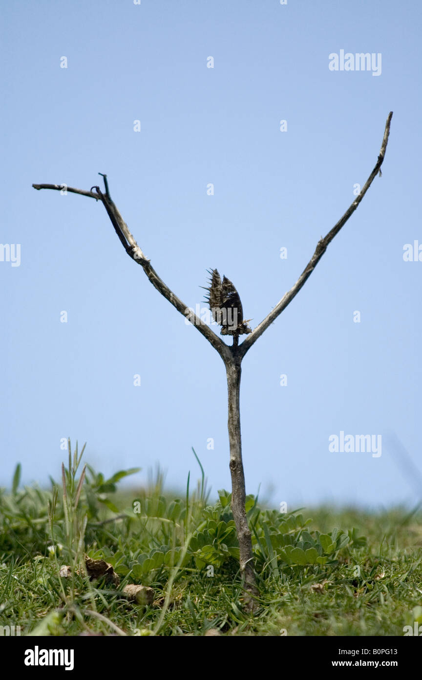 A sharp dried up reed set starkly against an open sky Stock Photo - Alamy