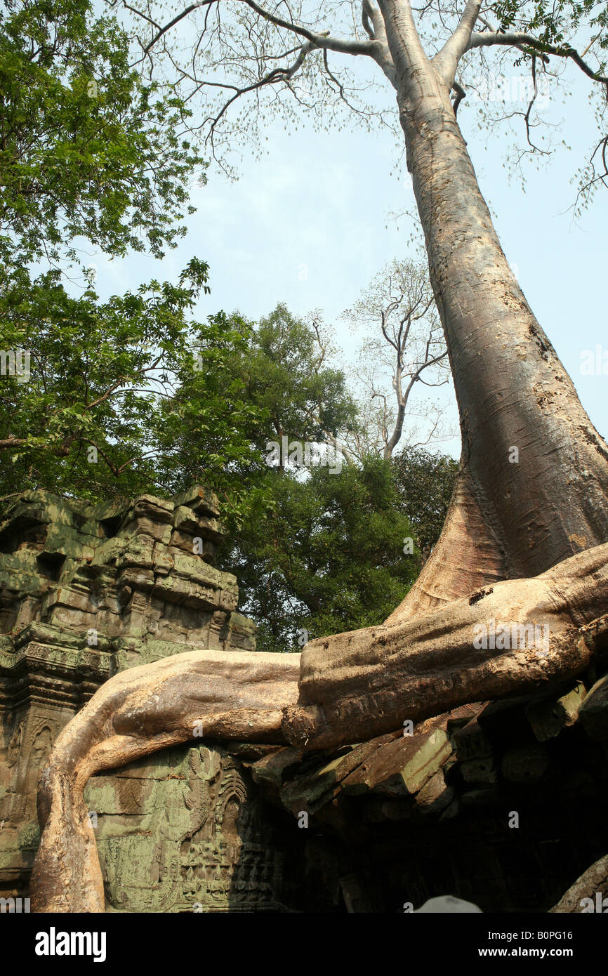 Tree engulfing building hi-res stock photography and images - Alamy