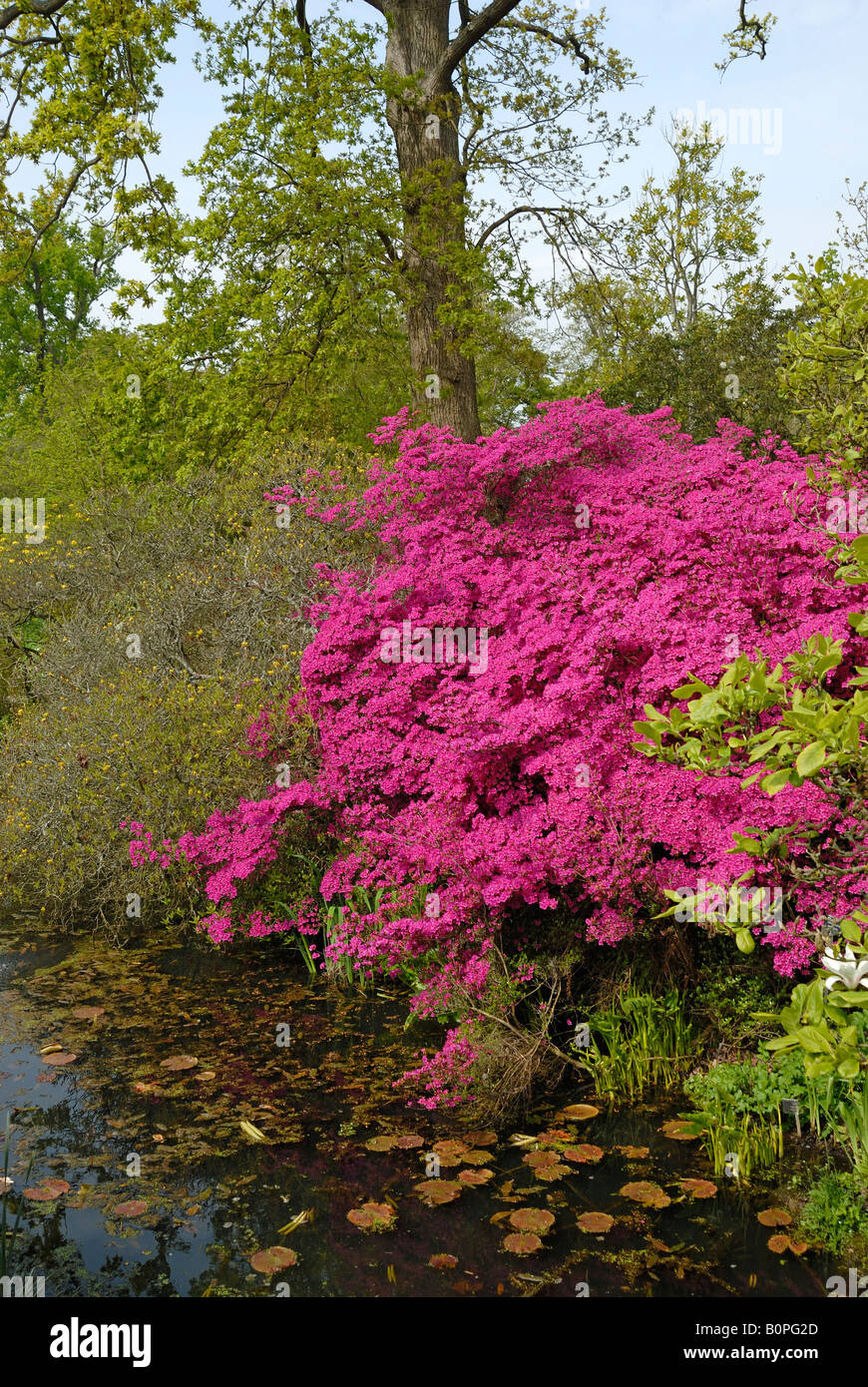 RHS Garden, Wisley , Surrey Stock Photo - Alamy
