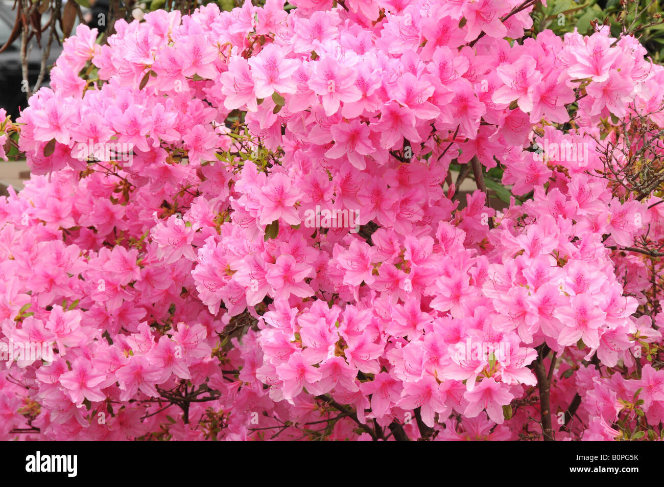 Closeup of Azalea bush in full bloom Stock Photo - Alamy