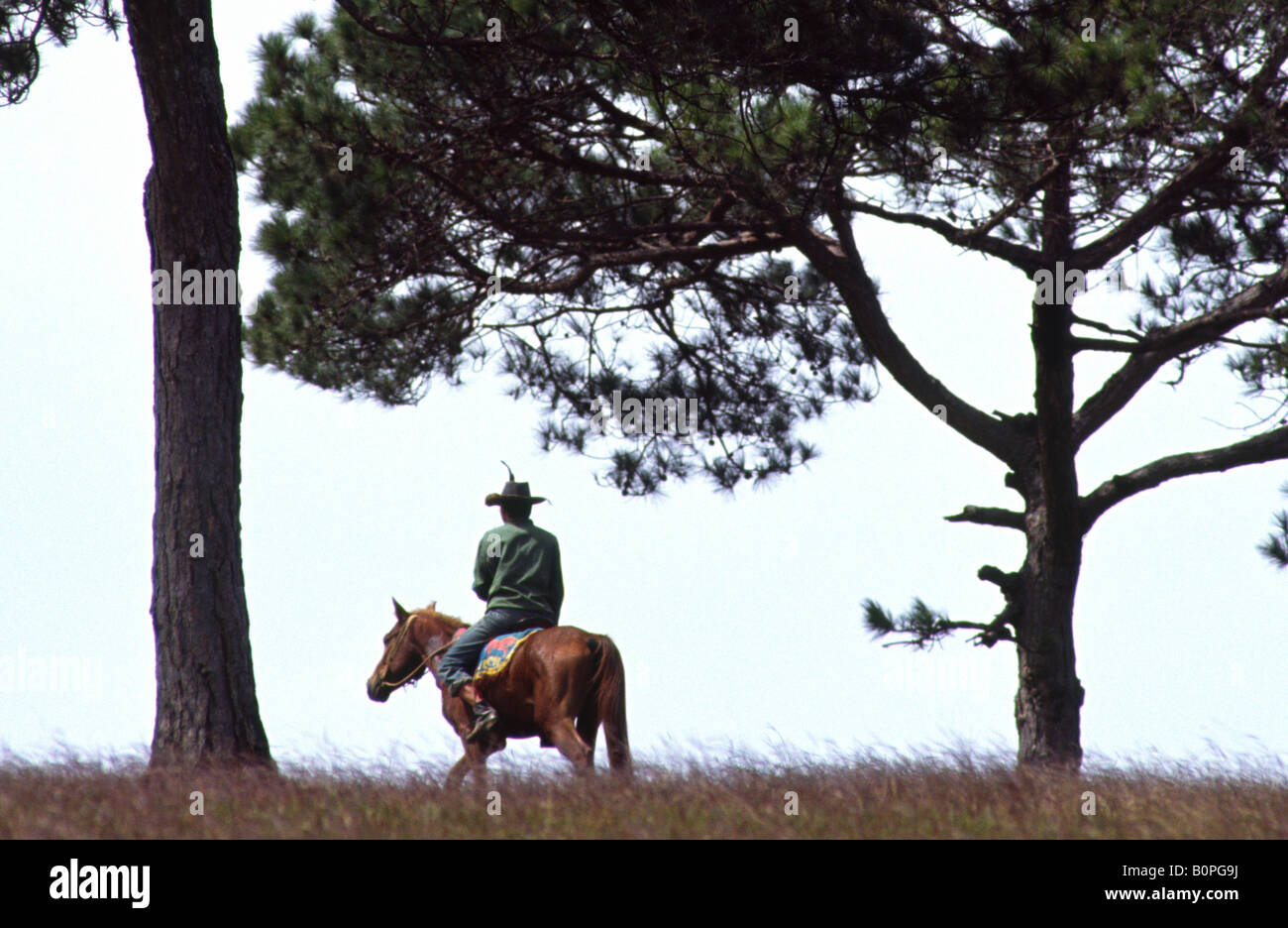 Vietnamese Cowboy, Dalat, Vietnam Stock Photo - Alamy