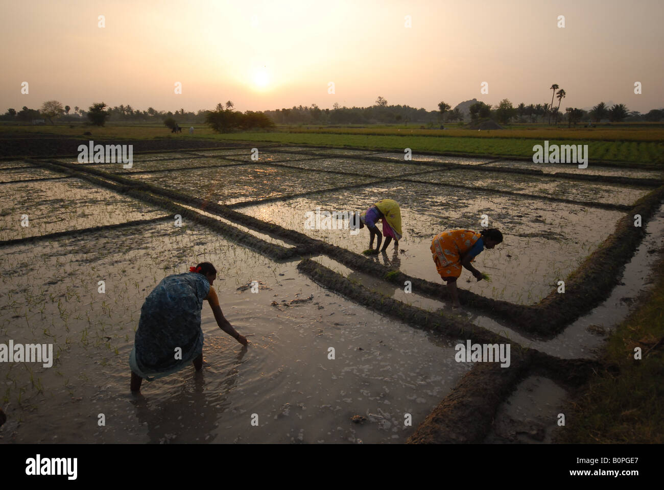 Three women farming rice at sunset near Tiruvannamalai, Tamil Nadu ...