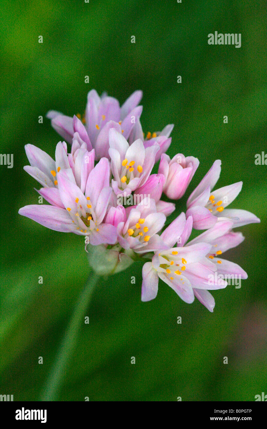 close up wild allium flower head Stock Photo - Alamy