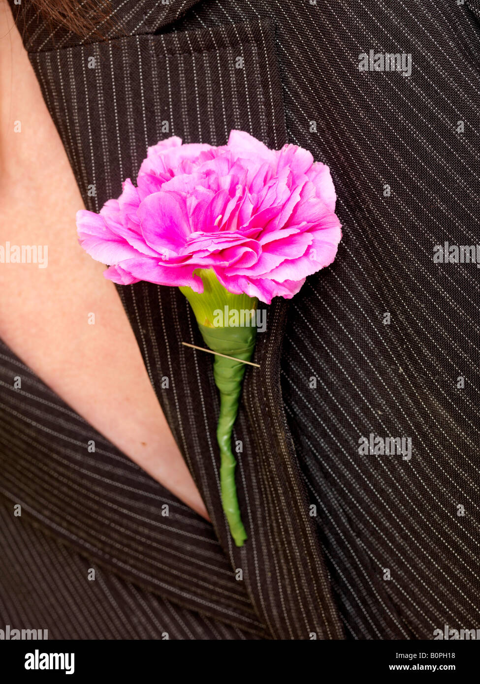 Pink Carnation Buttonhole Stock Photo - Alamy