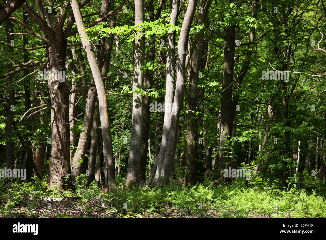 Fresh spring growth in a Norfolk copse, UK Stock Photo - Alamy