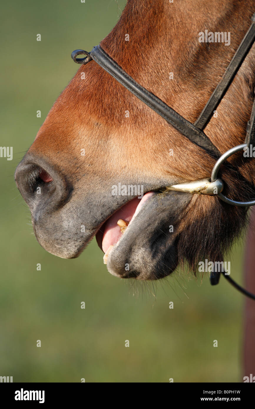 The ivories hi-res stock photography and images - Alamy