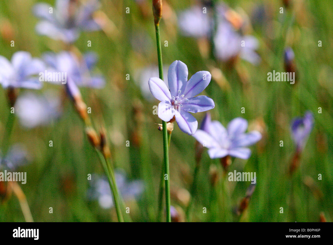 Blue Saxifrage High Resolution Stock Photography and Images - Alamy