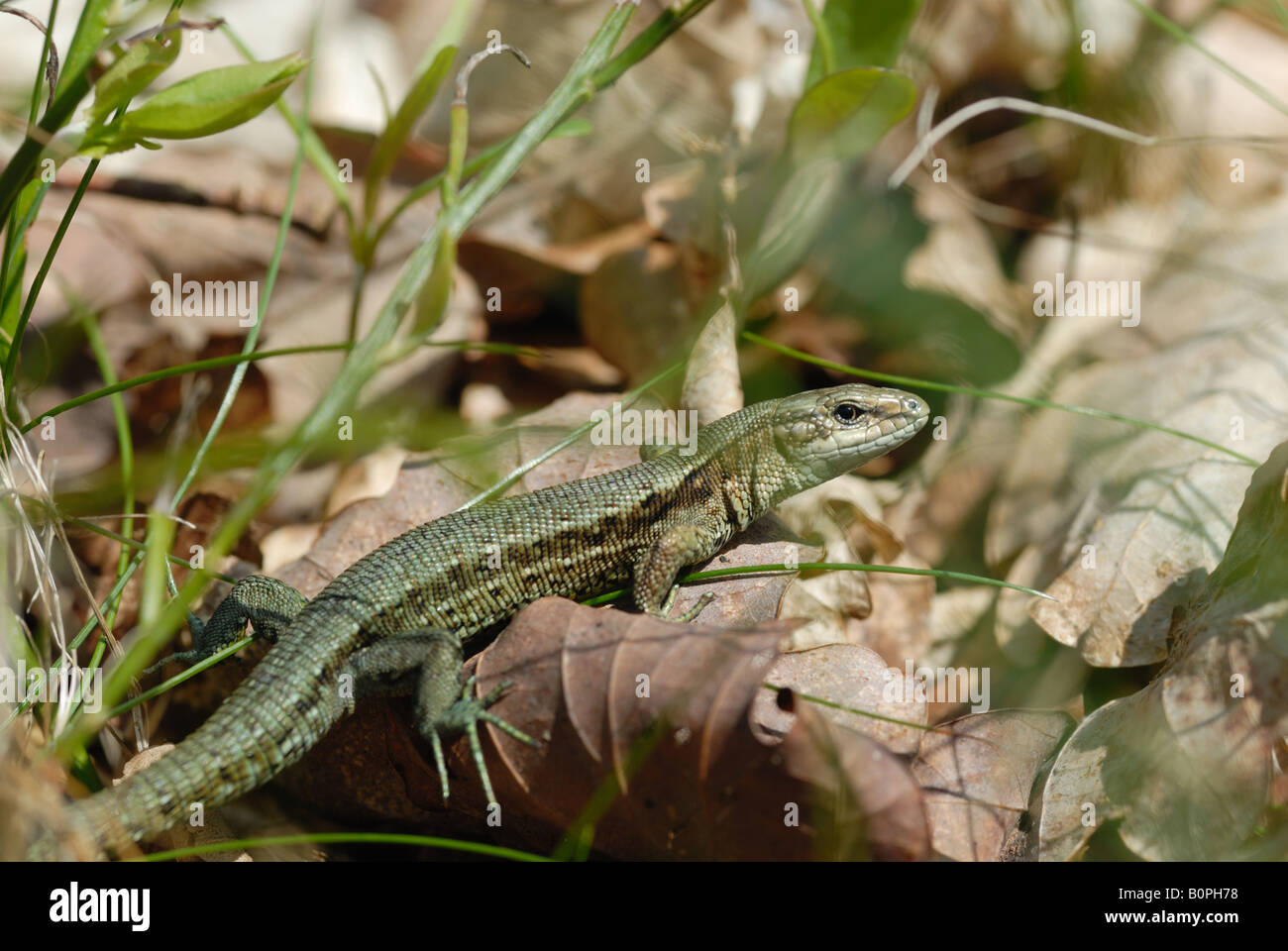 Scincomorpha hi-res stock photography and images - Alamy