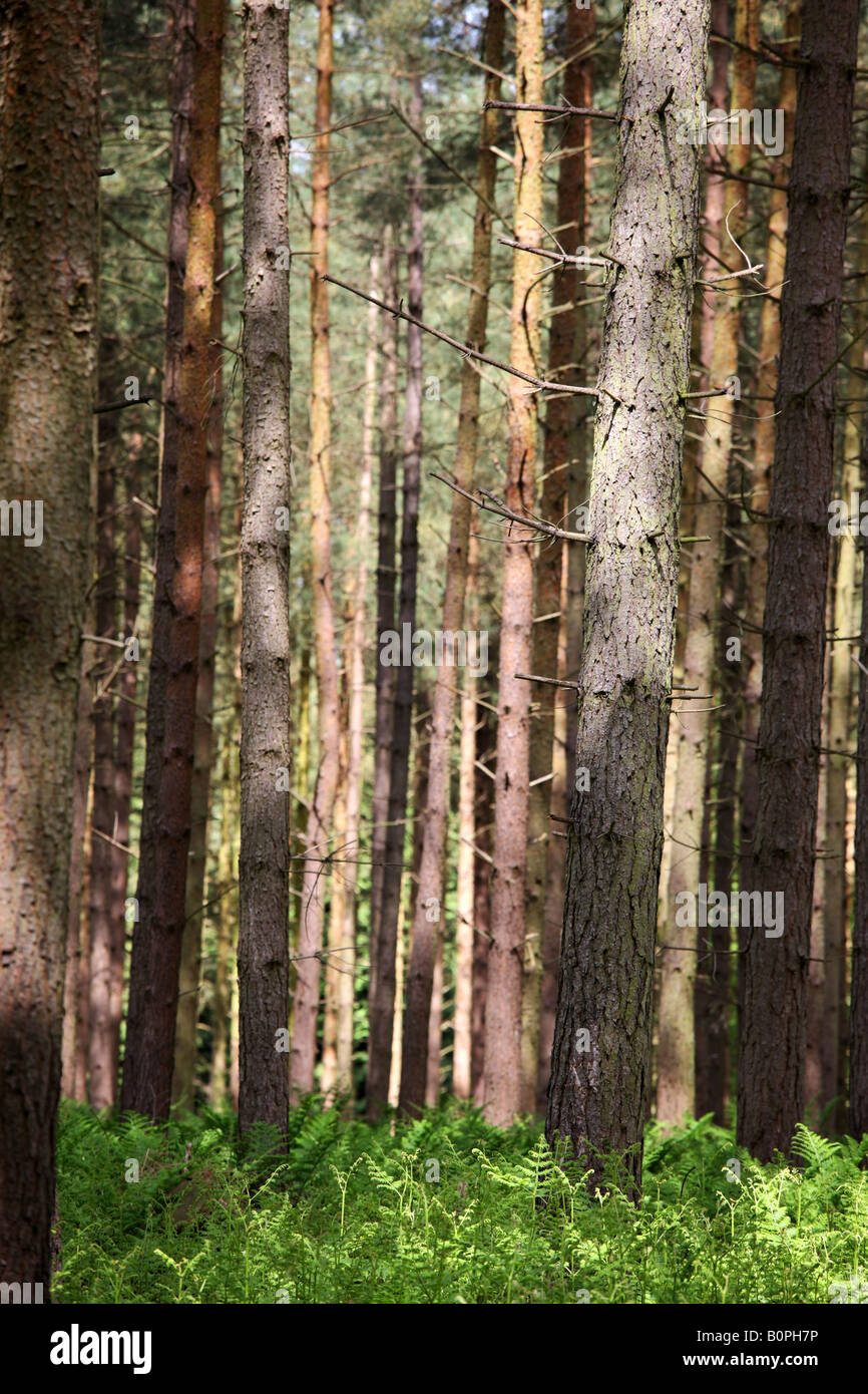 Small forest in "North Norfolk" UK Stock Photo - Alamy
