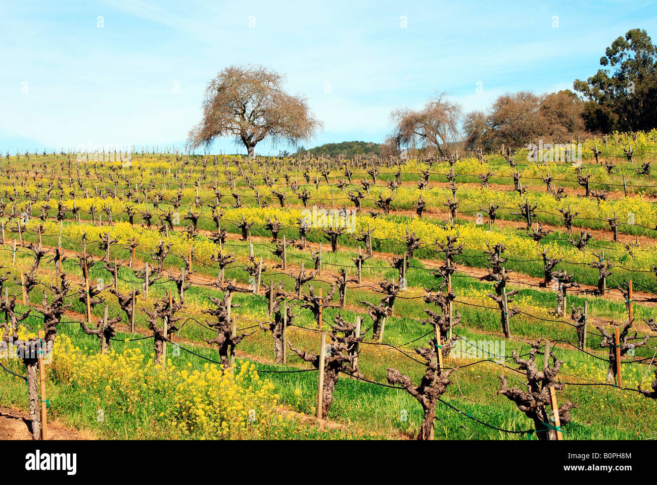 Mustard tree hi-res stock photography and images - Alamy