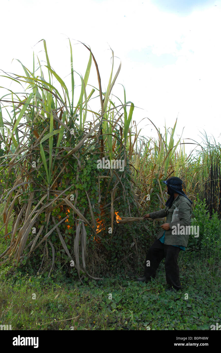 the worker is burning sugar cane field before cutting and then take to ...