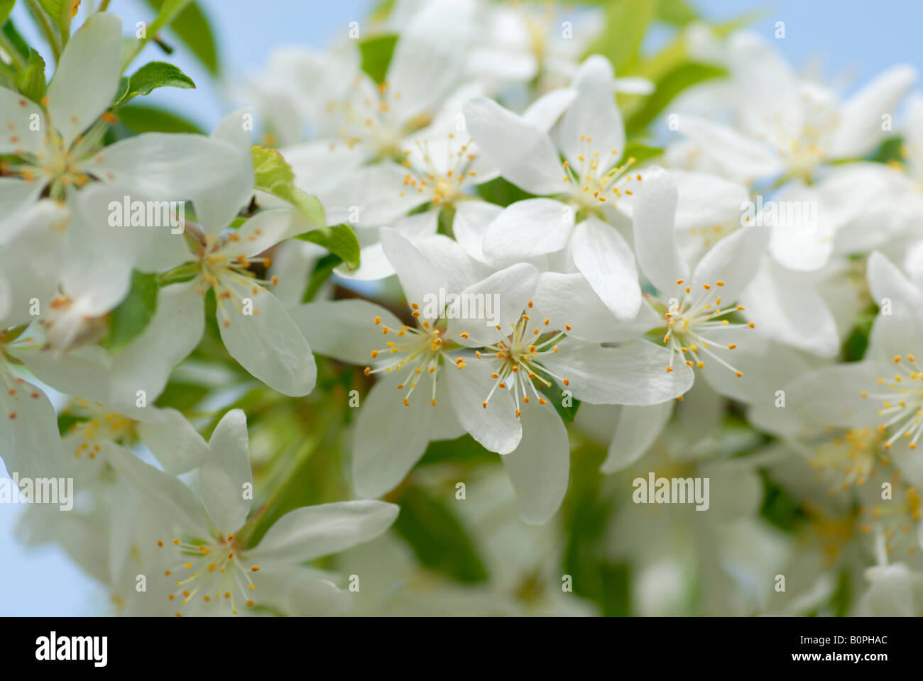 Lilac Flowers,RHS Garden, Wisley , Surrey Stock Photo - Alamy