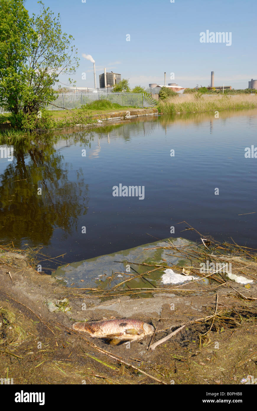 Dead carp in the rubbish floating on the surface of the St Helens Canal ...