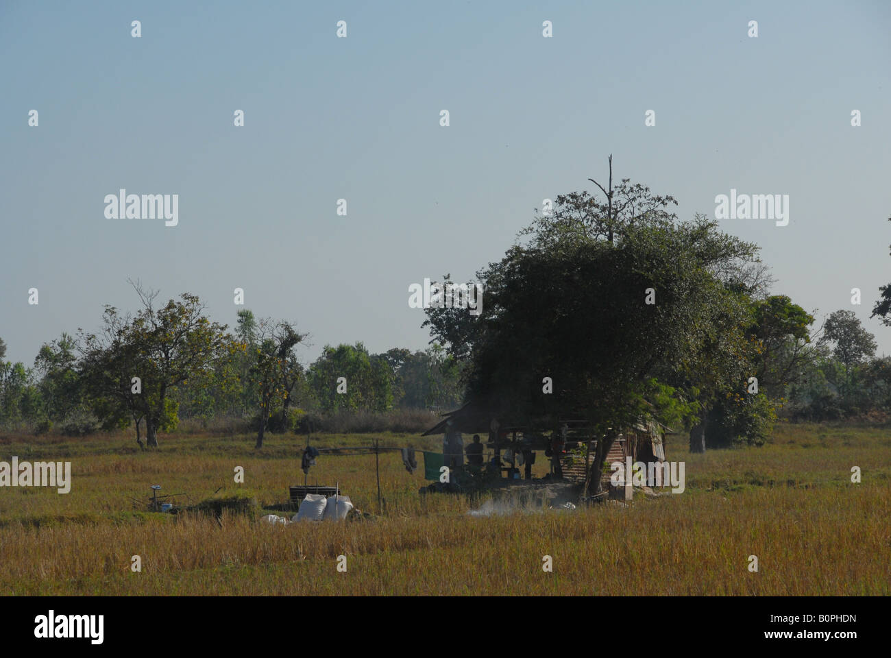 dried rice field , north east thailand Stock Photo - Alamy