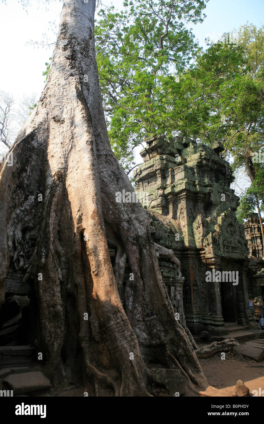 Ancient trees engulfing the walls of Ta Prohm near Angkor Wat Stock ...