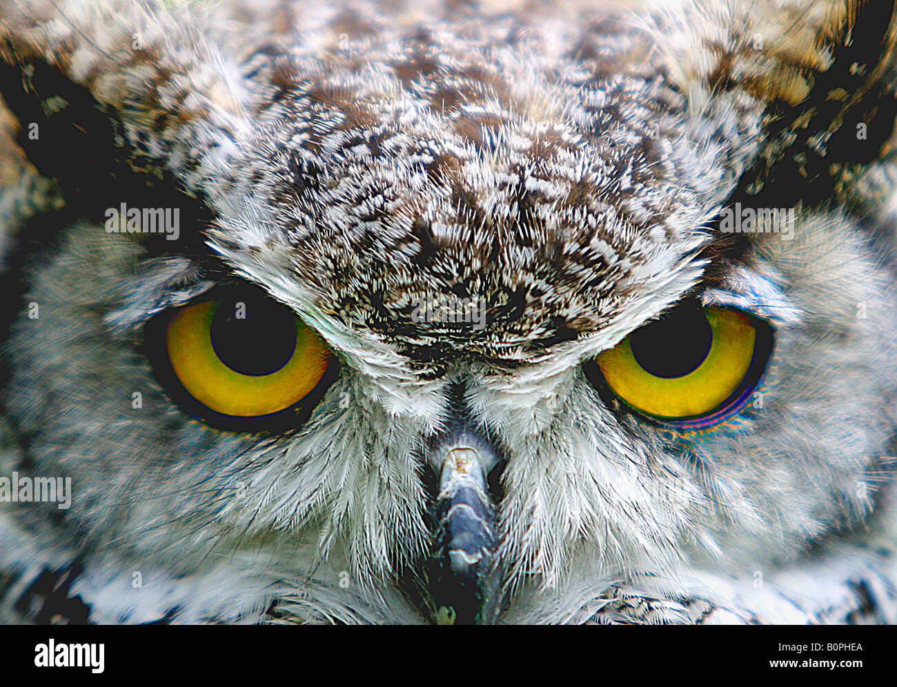 EYES OWL RAPTOR ILLUSTRATION PHOTOGRAPHY ART FACE Stock Photo - Alamy