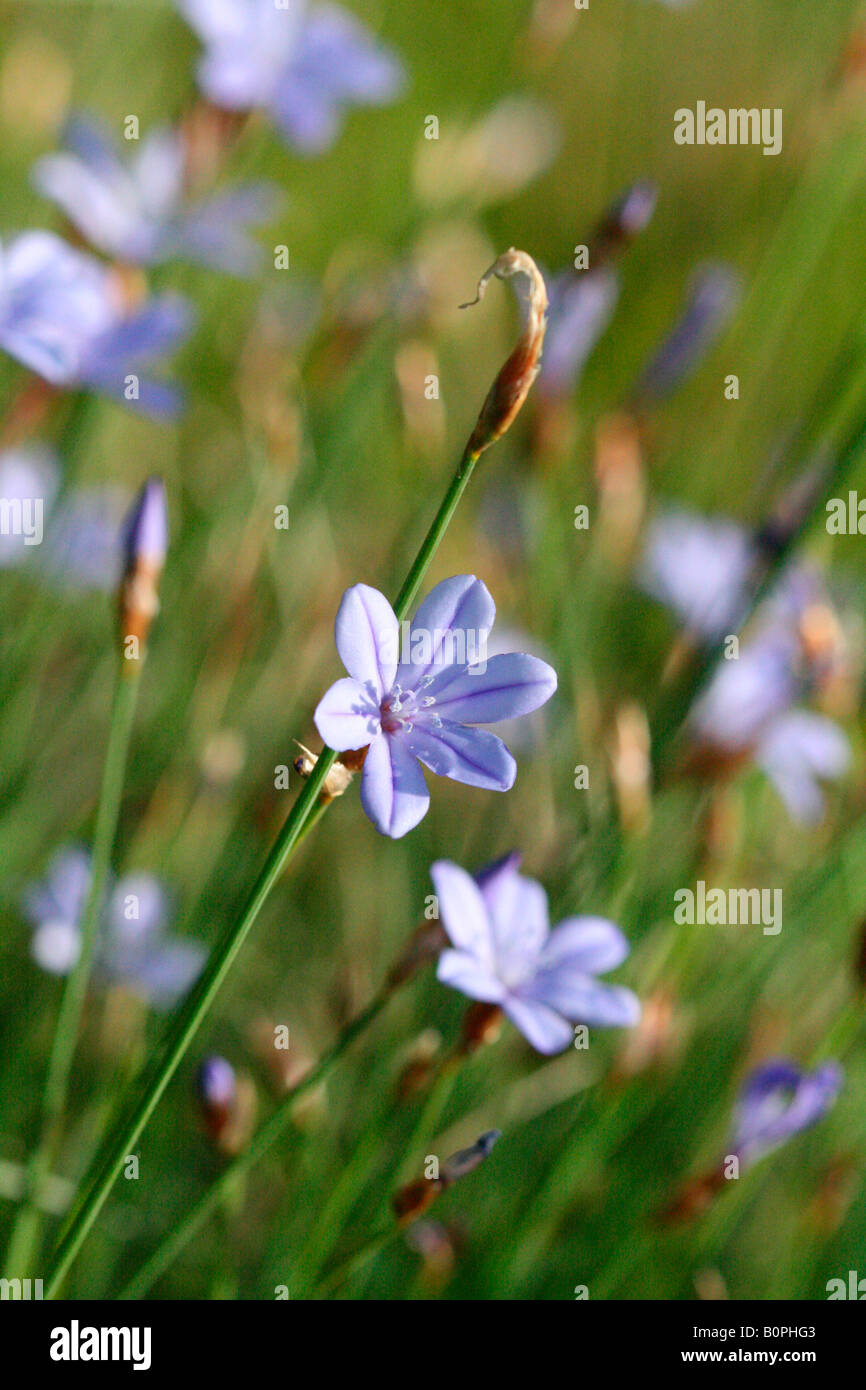Blue saxifrage hi-res stock photography and images - Alamy