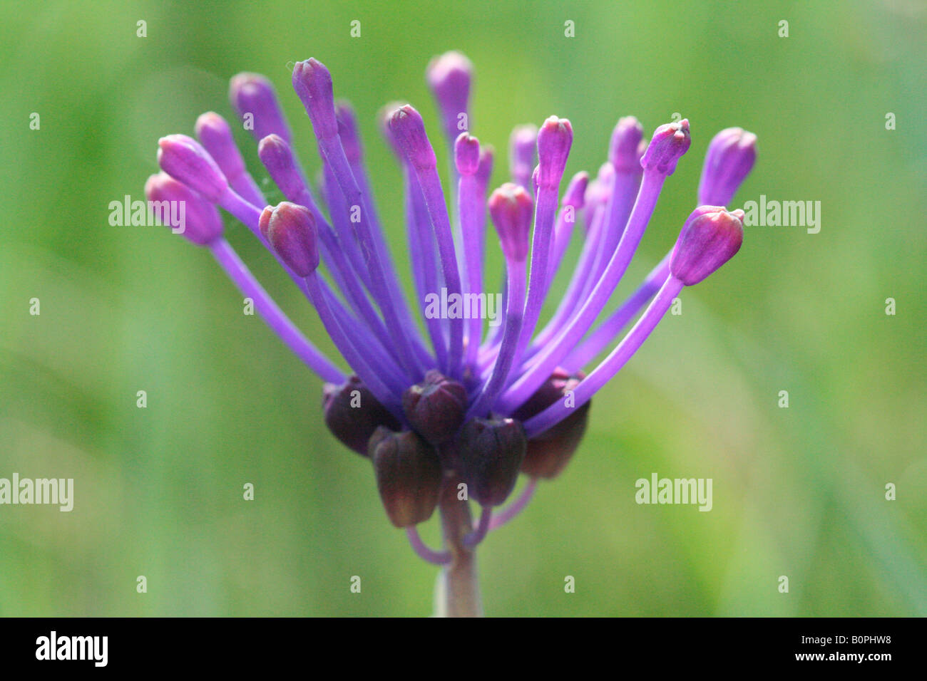 striking wild blue mauve wild flower Stock Photo - Alamy