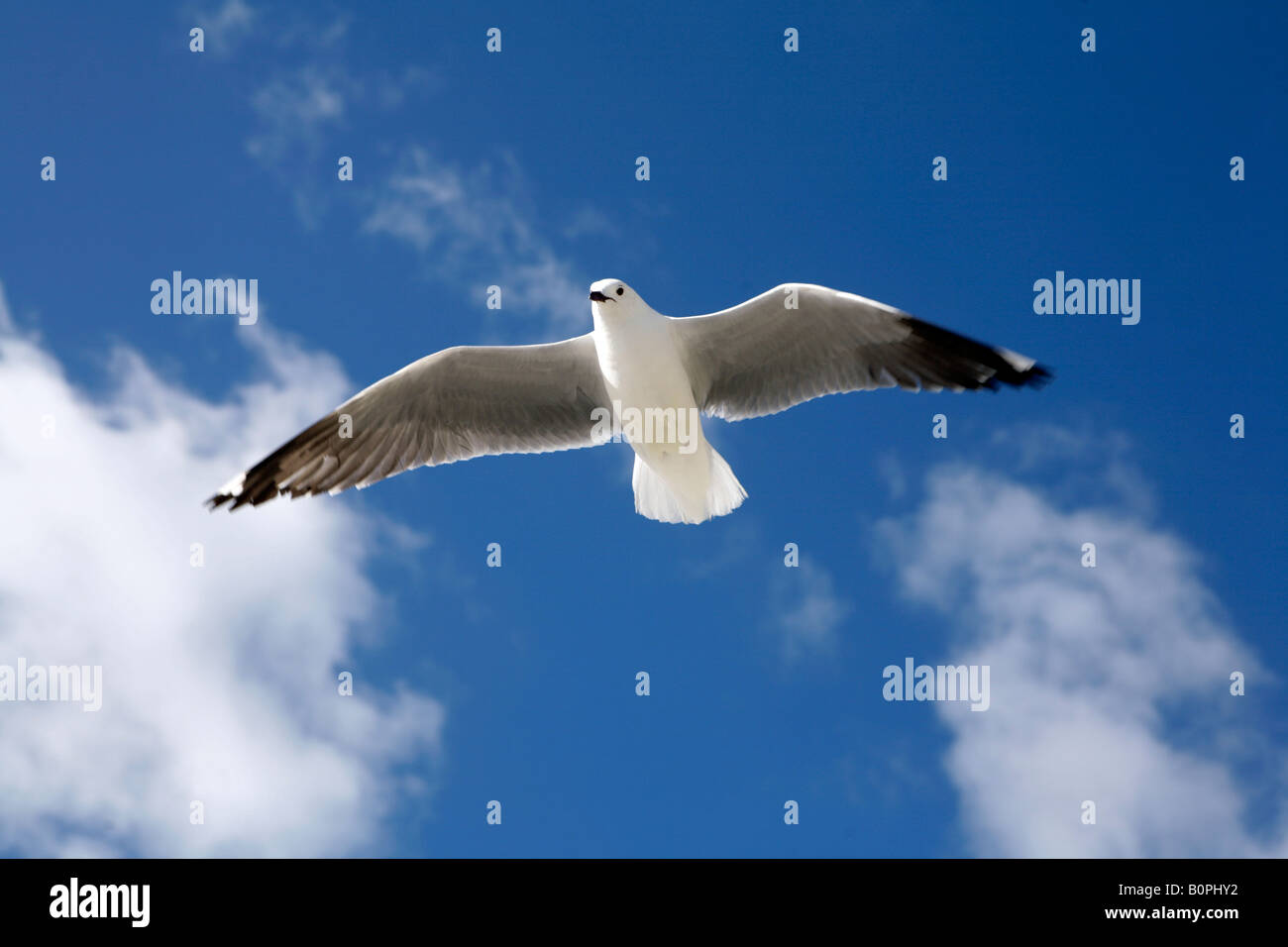 Lone Seagull flying against a cloudy blue sky Stock Photo - Alamy