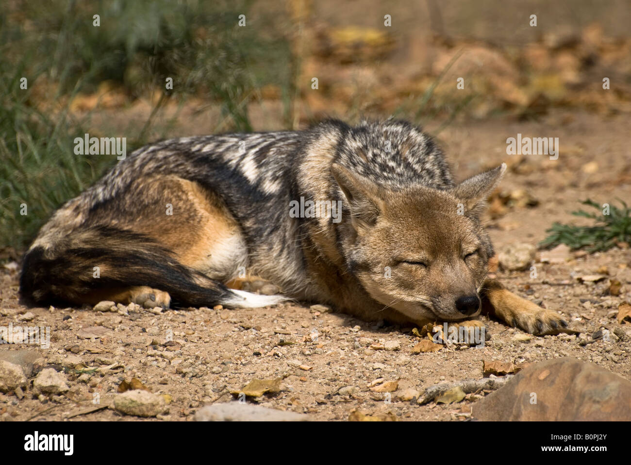 Side striped Jackal sleeping Stock Photo - Alamy