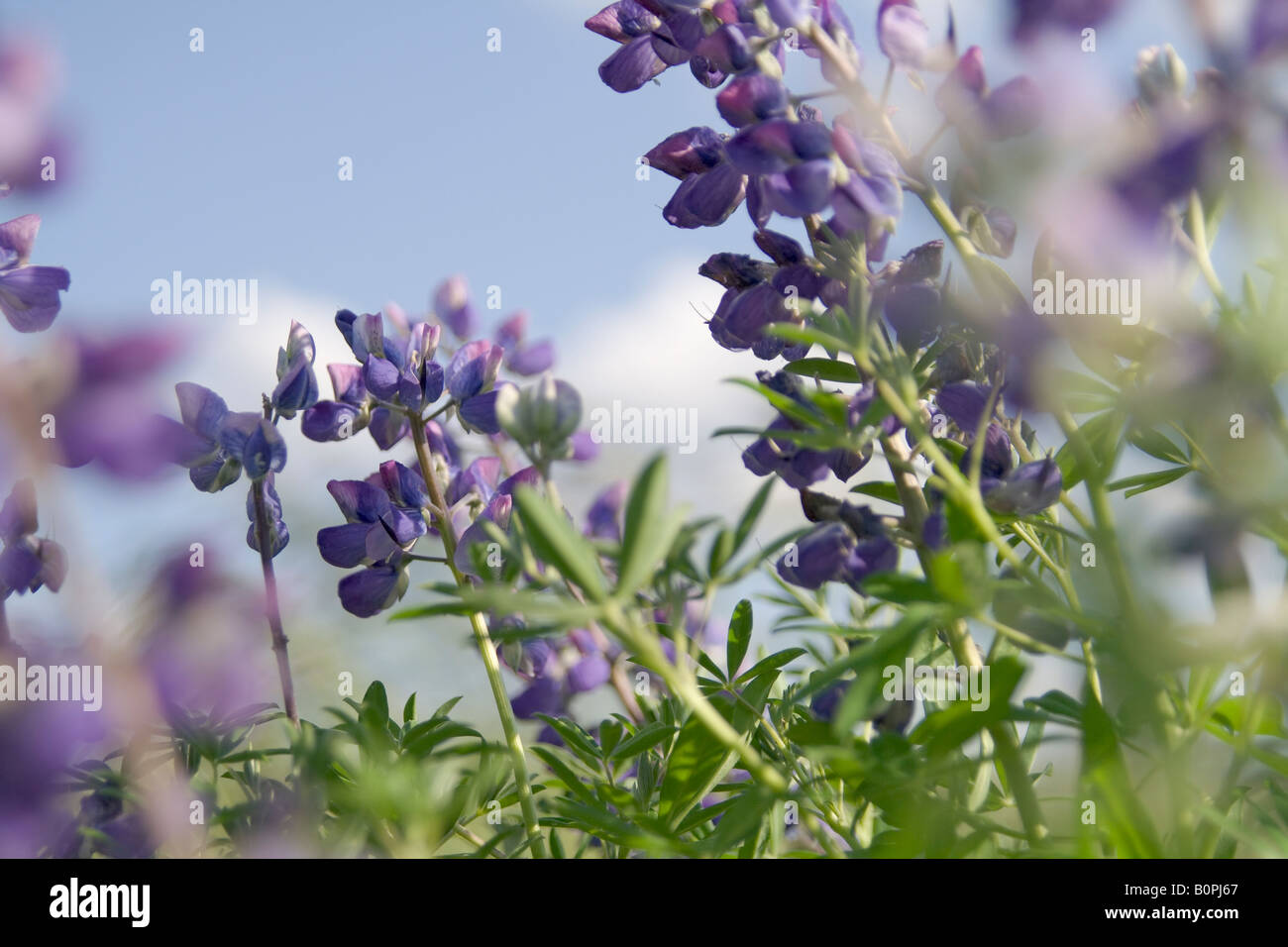 "Wild flowers low angle view Stock Photo - Alamy
