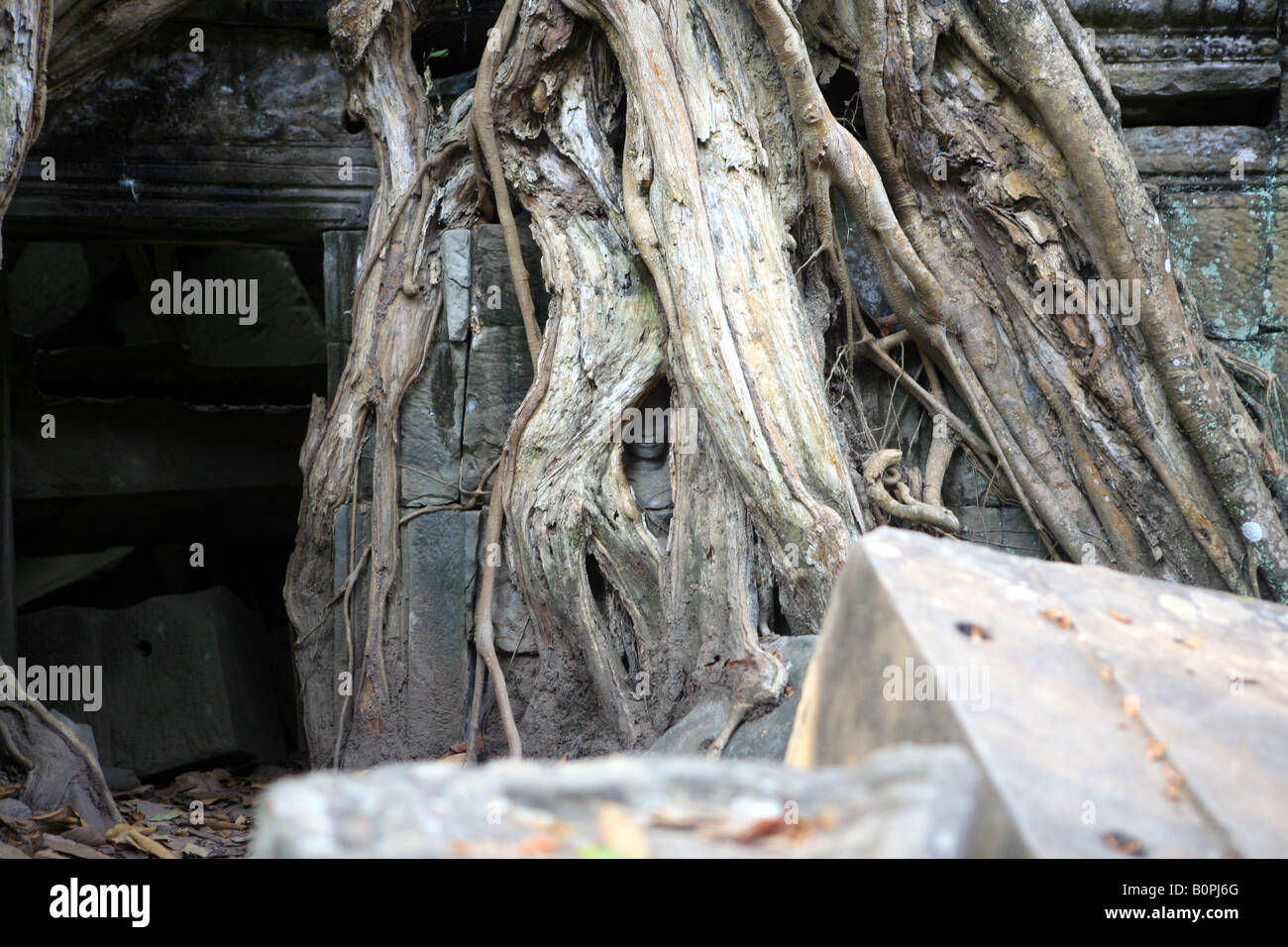 Ancient tree engulfing the face of an Apsara on the walls of Ta Prohm ...