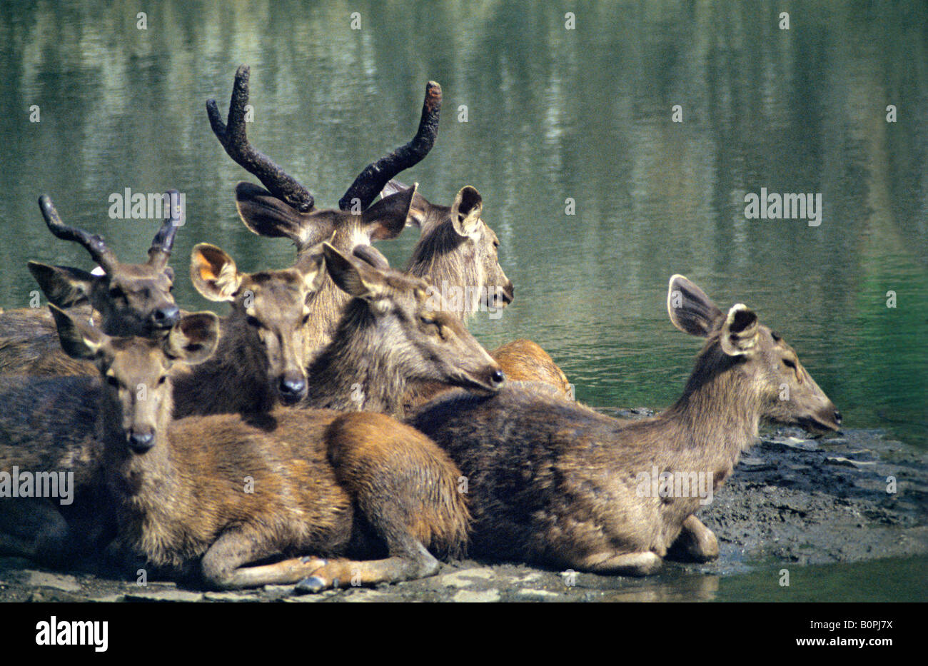 Sambar herd (Cervus Unicolor) by the pond in veermata jeejabai udyan ...