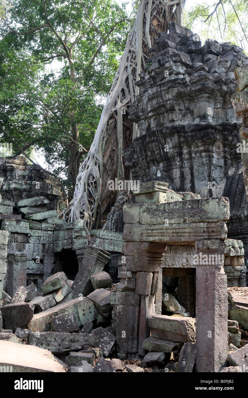 Tree engulfing temple walls hi-res stock photography and images - Alamy