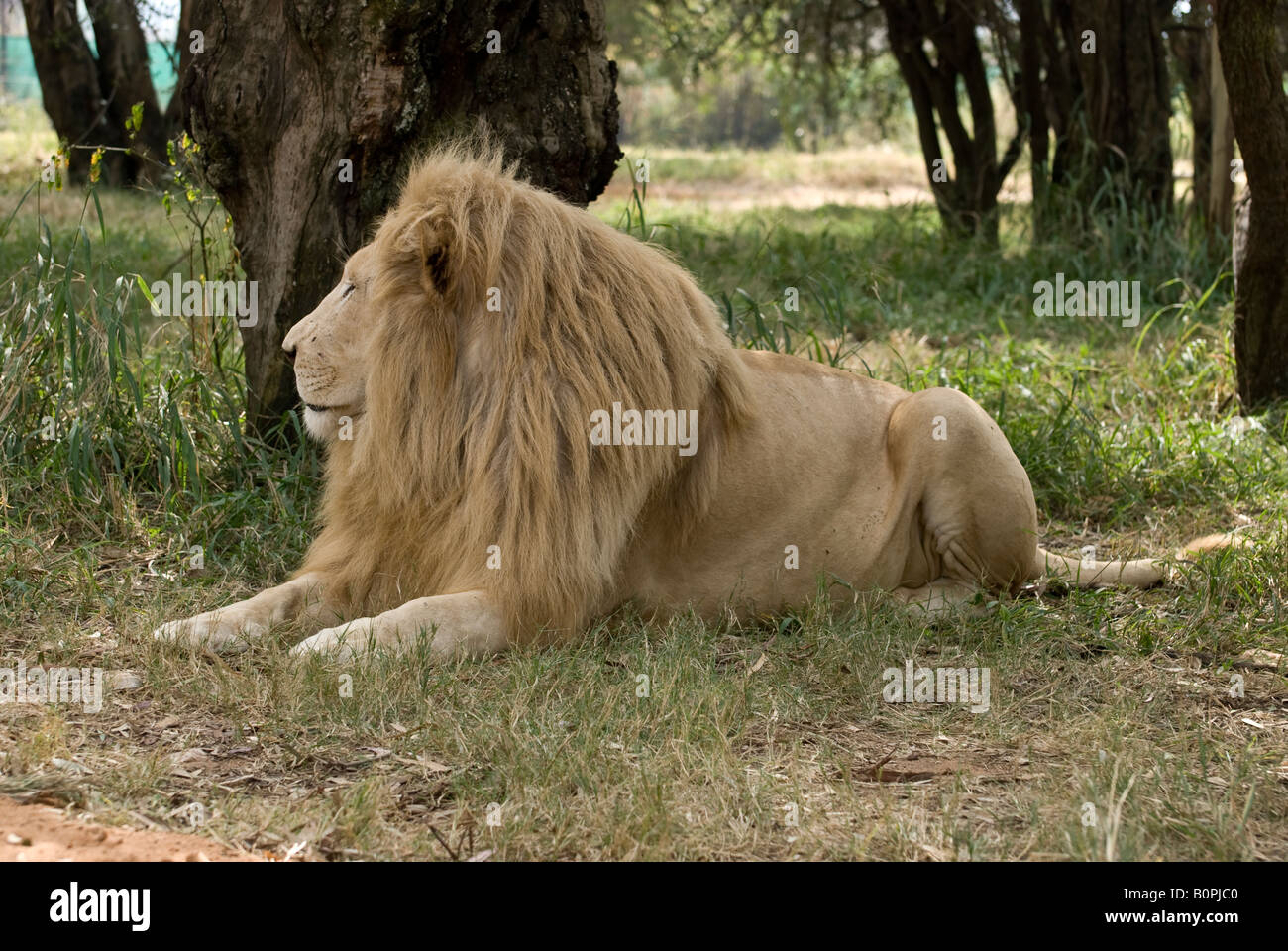 Lion Under Tree High Resolution Stock Photography and Images - Alamy