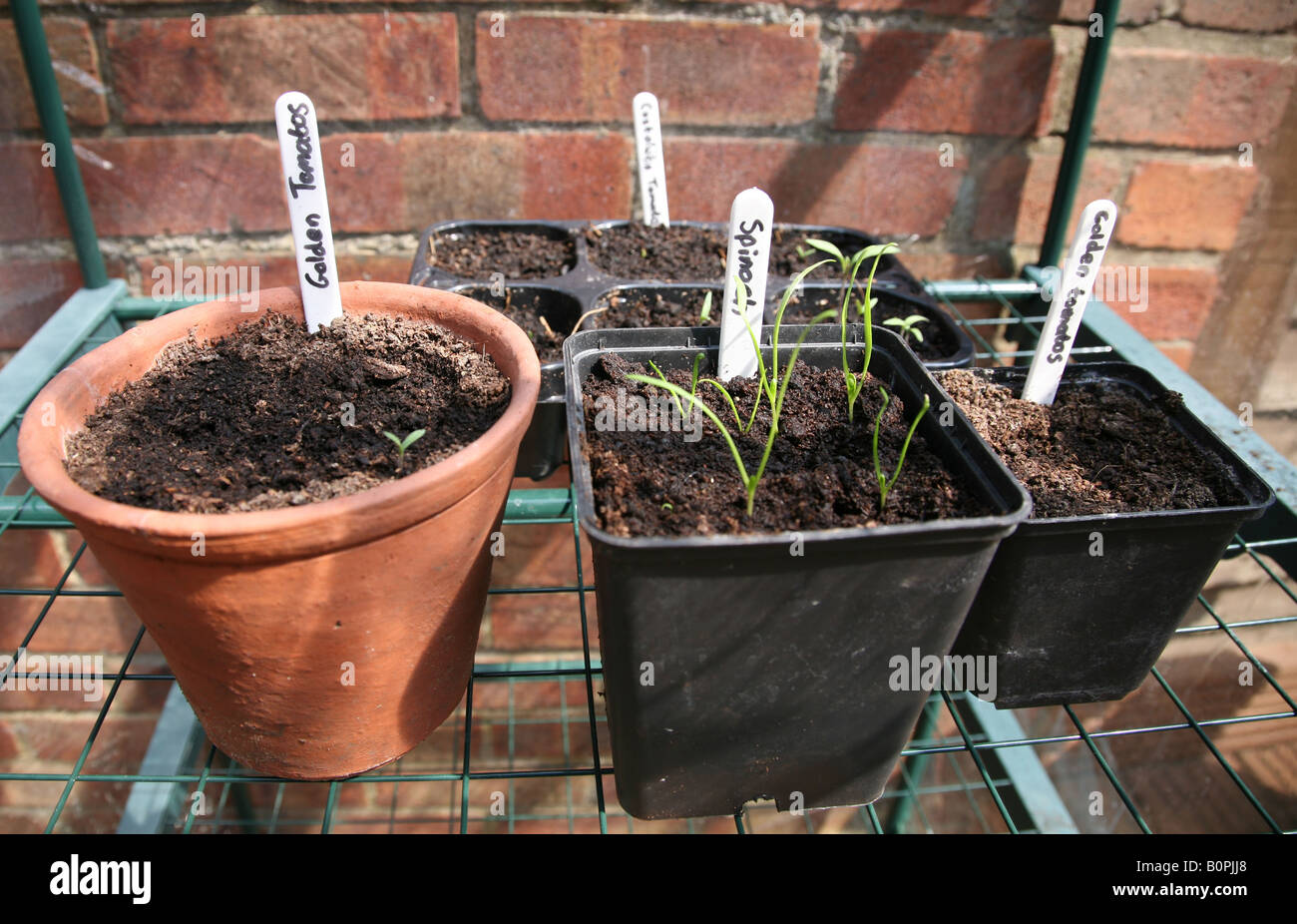 Sowing spinach tray hi-res stock photography and images - Alamy