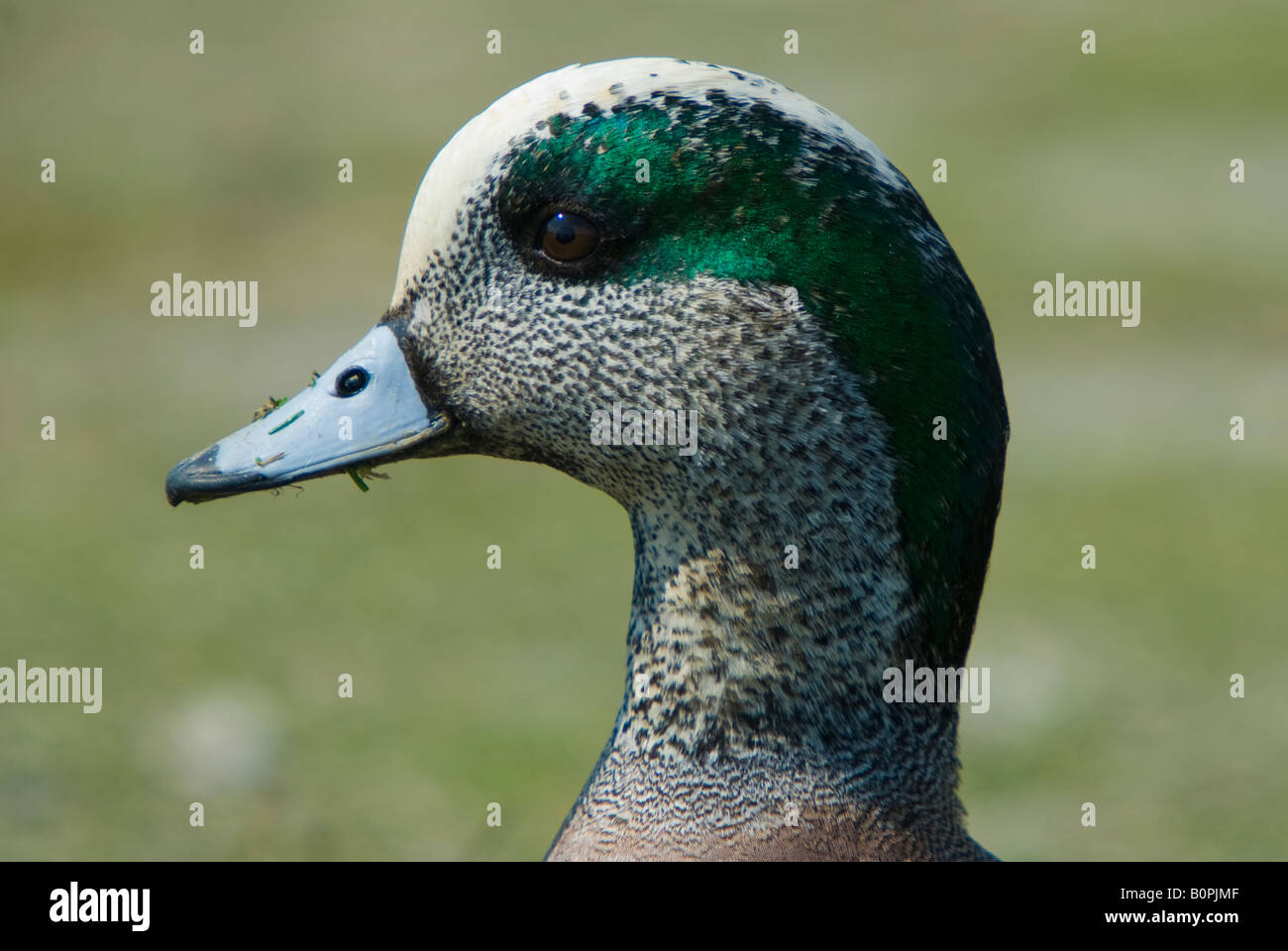 Ladner, British Columbia Stock Photo - Alamy