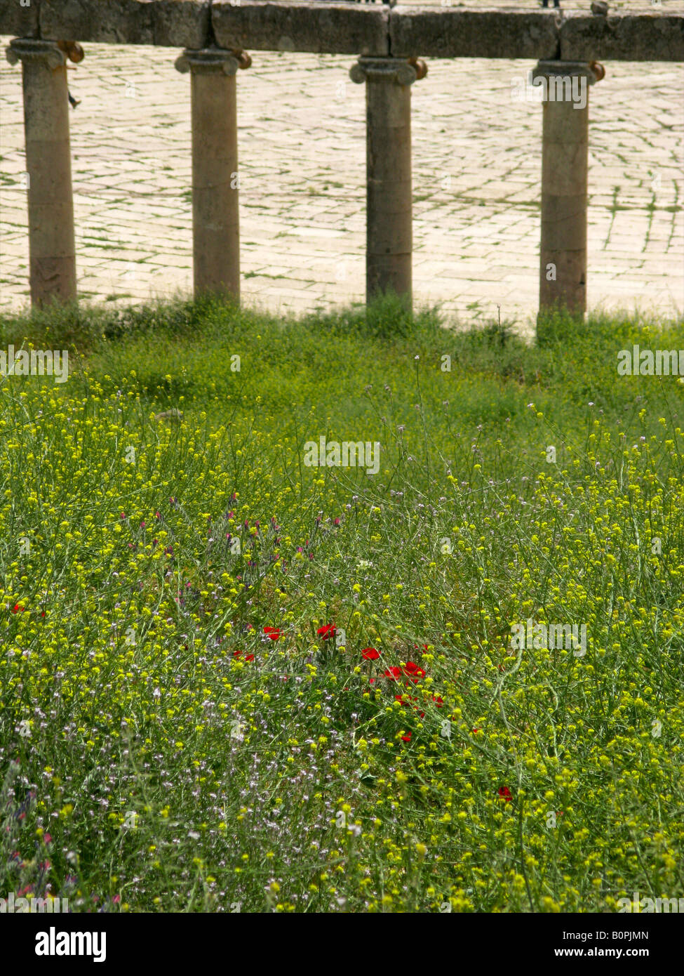 Roman columns with green grass and poppies in foreground, ancient ...