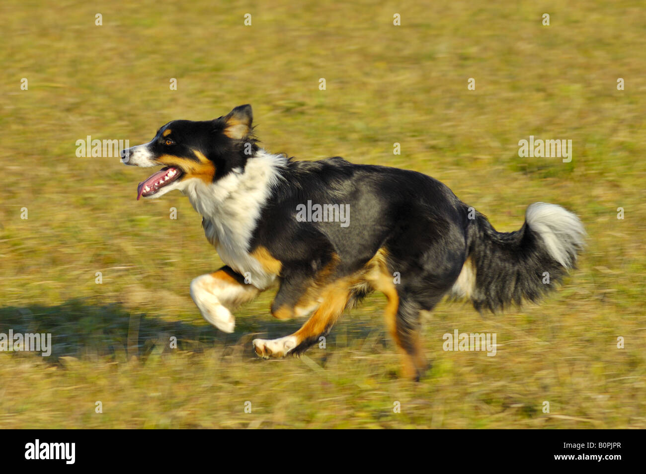 Dog trot hi-res stock photography and images - Alamy