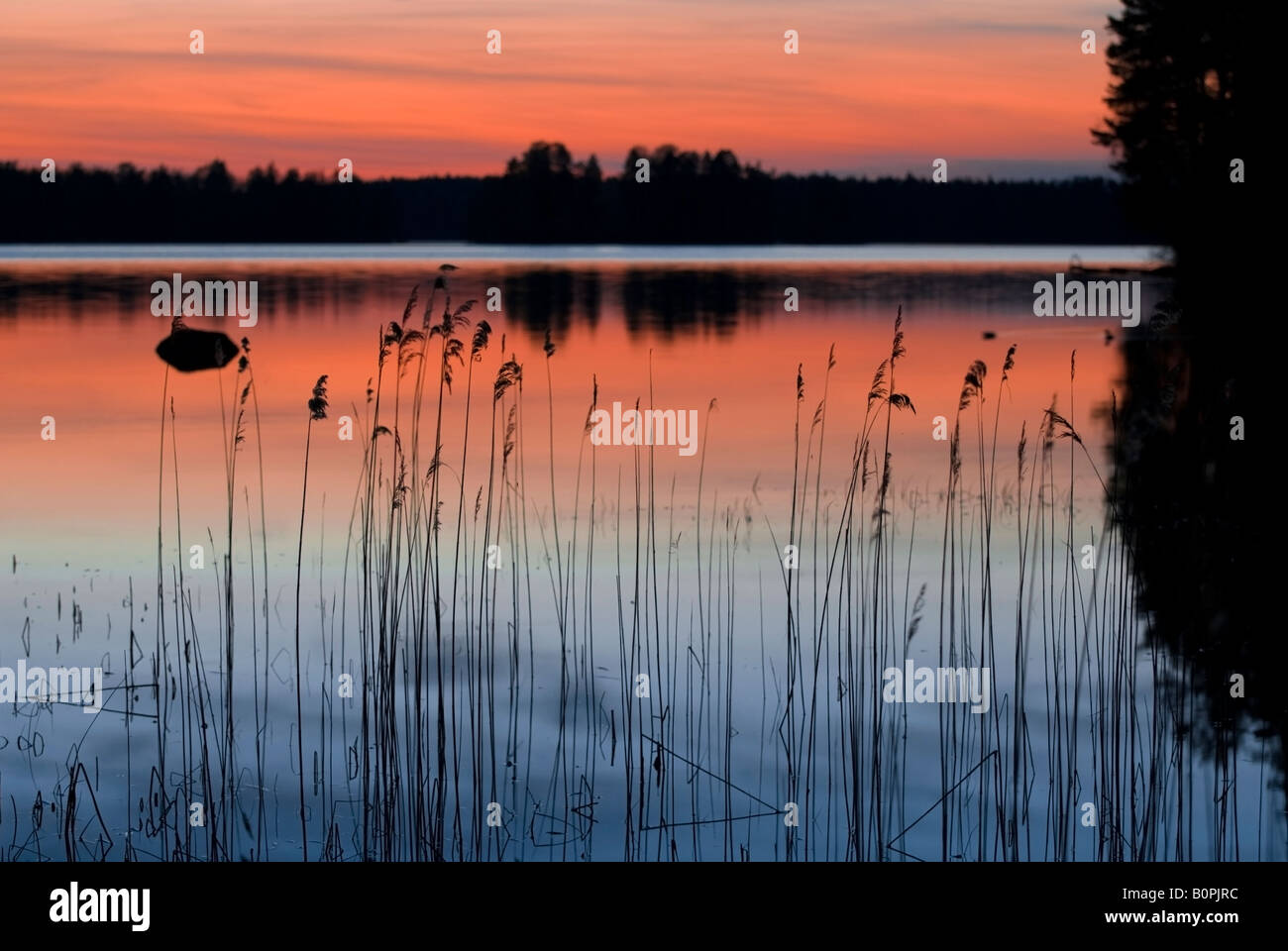 reeds at sunset Stock Photo - Alamy