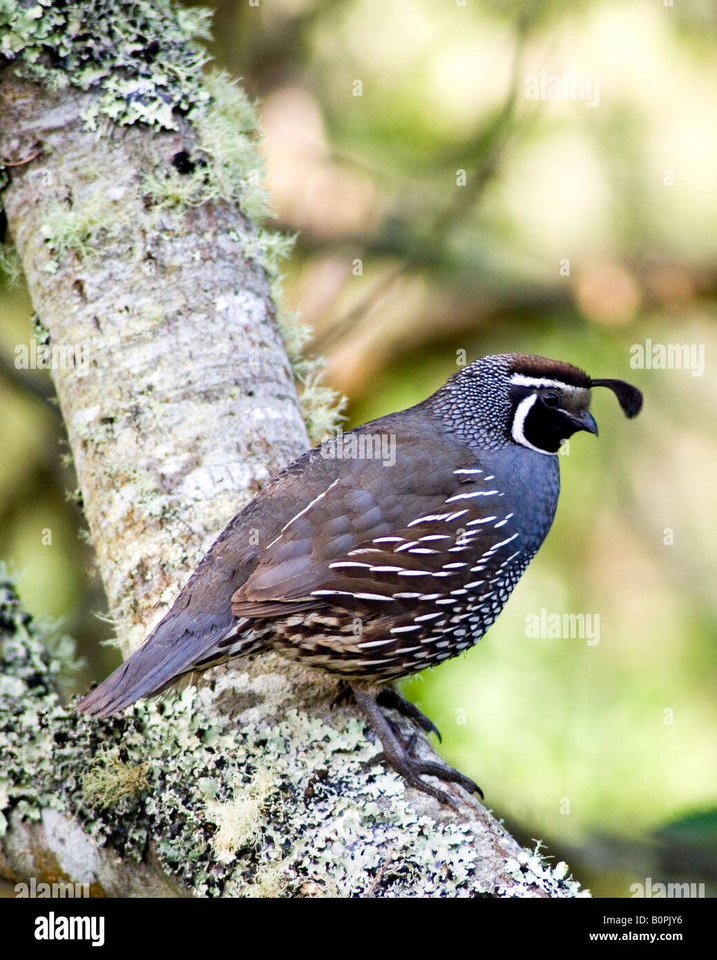 Quail beach hi-res stock photography and images - Alamy