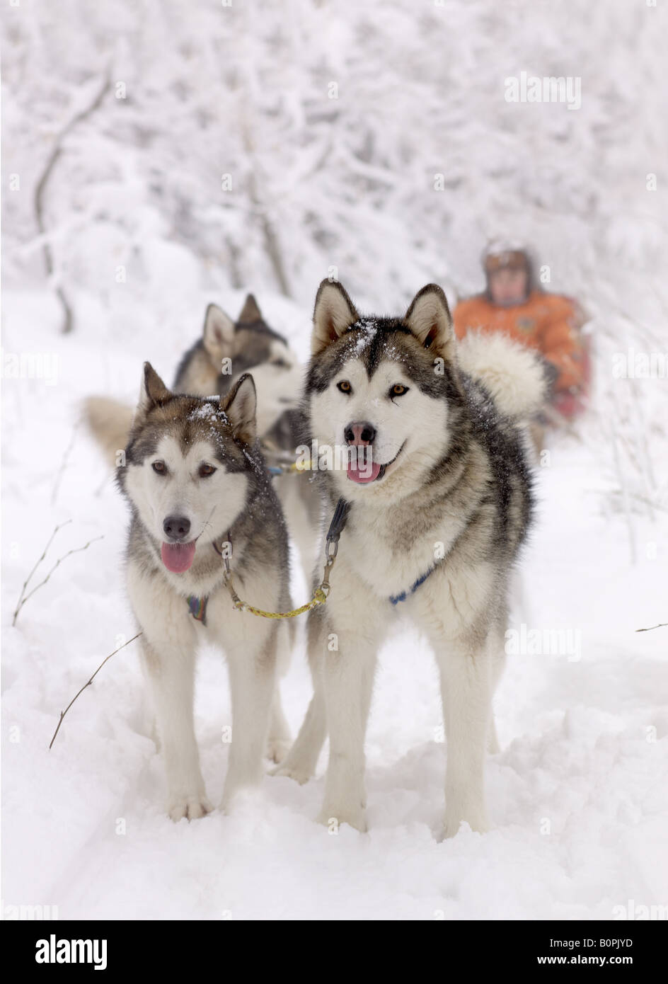 Sledge dogs with guide Stock Photo - Alamy