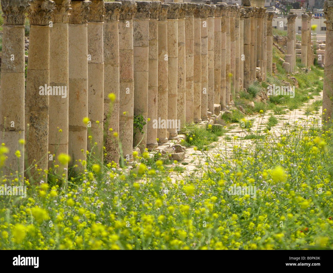 Roman columns in the ancient town of Jerash in northern Jordan, Jordan ...