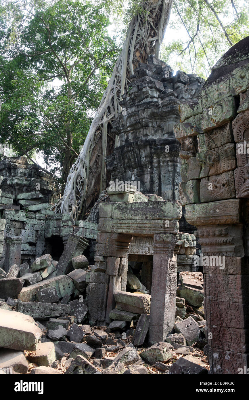 Tree engulfing temple walls hi-res stock photography and images - Alamy