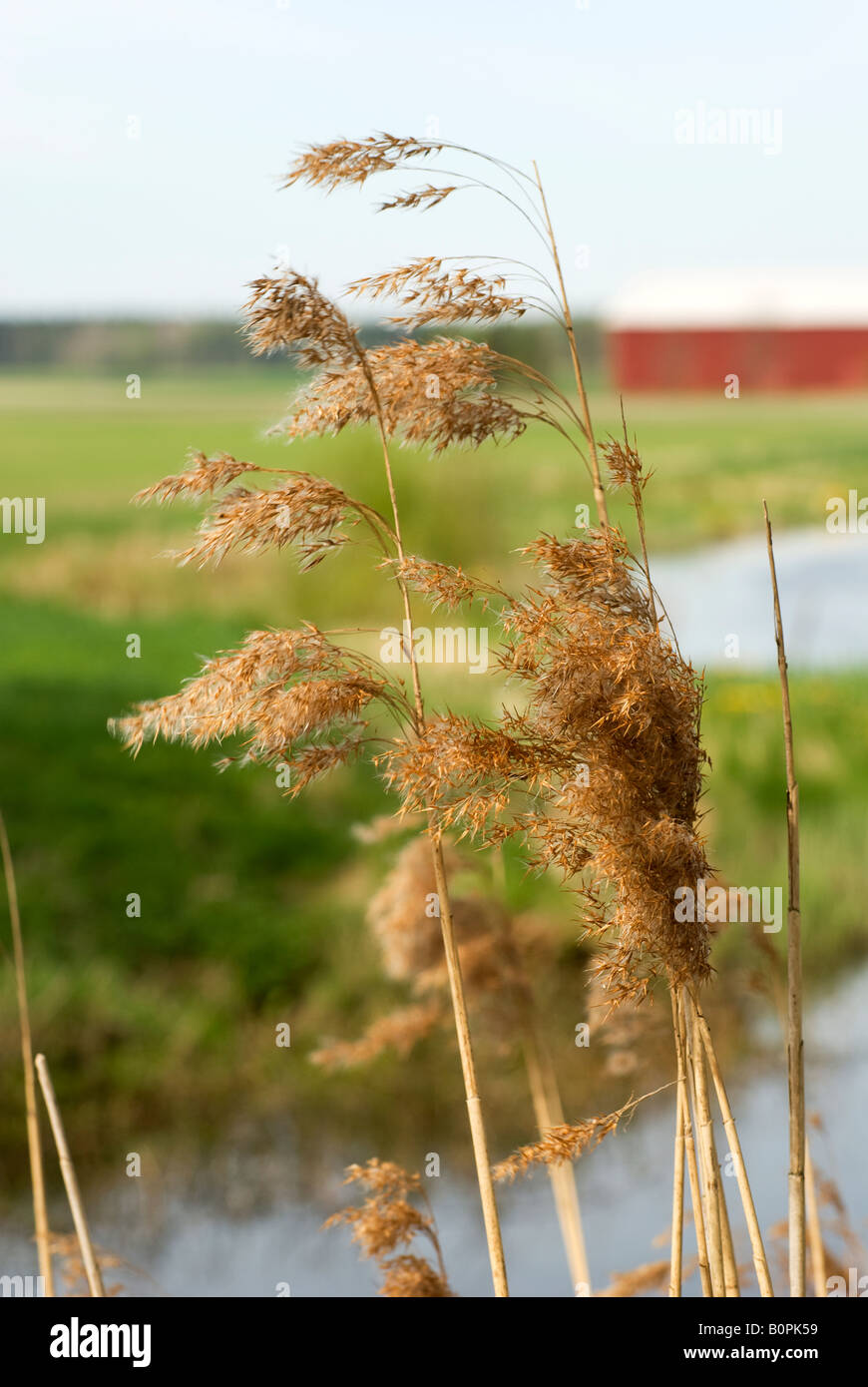 "Common reed" at sun Stock Photo - Alamy