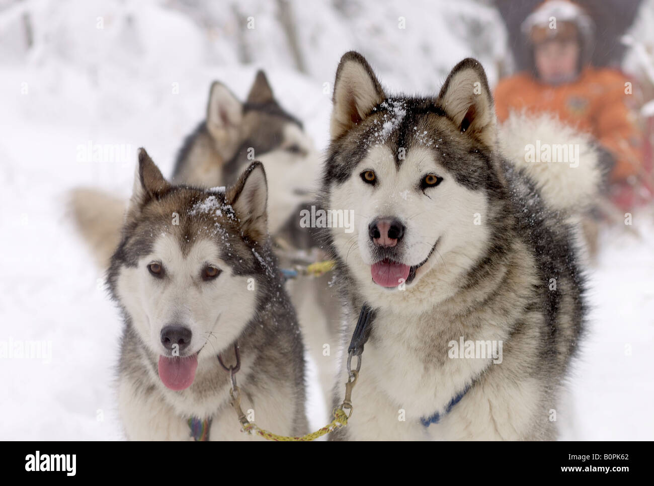 Sledge dogs hi-res stock photography and images - Alamy