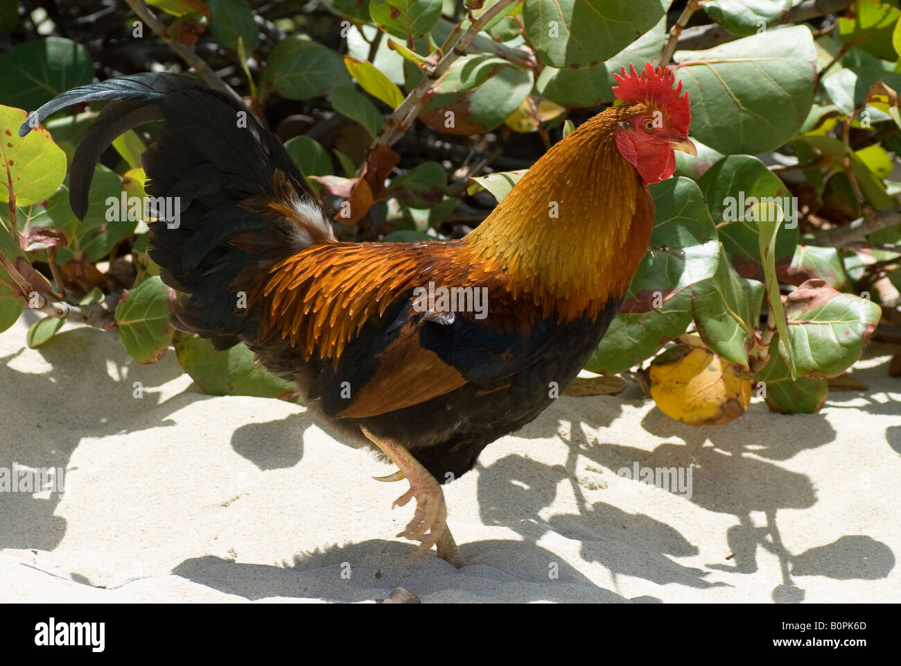 Rooster on the beach, Virgin Gorda, BVI Stock Photo - Alamy