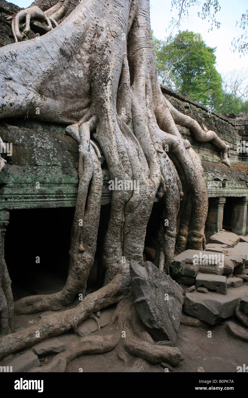 Ancient tree engulfing the walls of Ta Prohm near Angkor Wat Stock ...