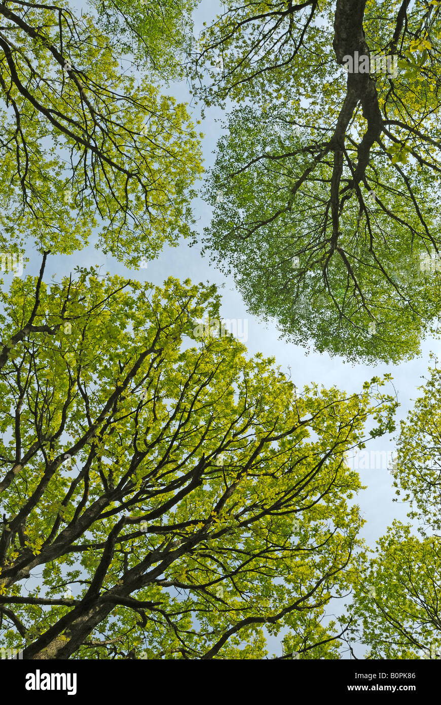 Tree canopy, Friday Street, Surrey Stock Photo - Alamy