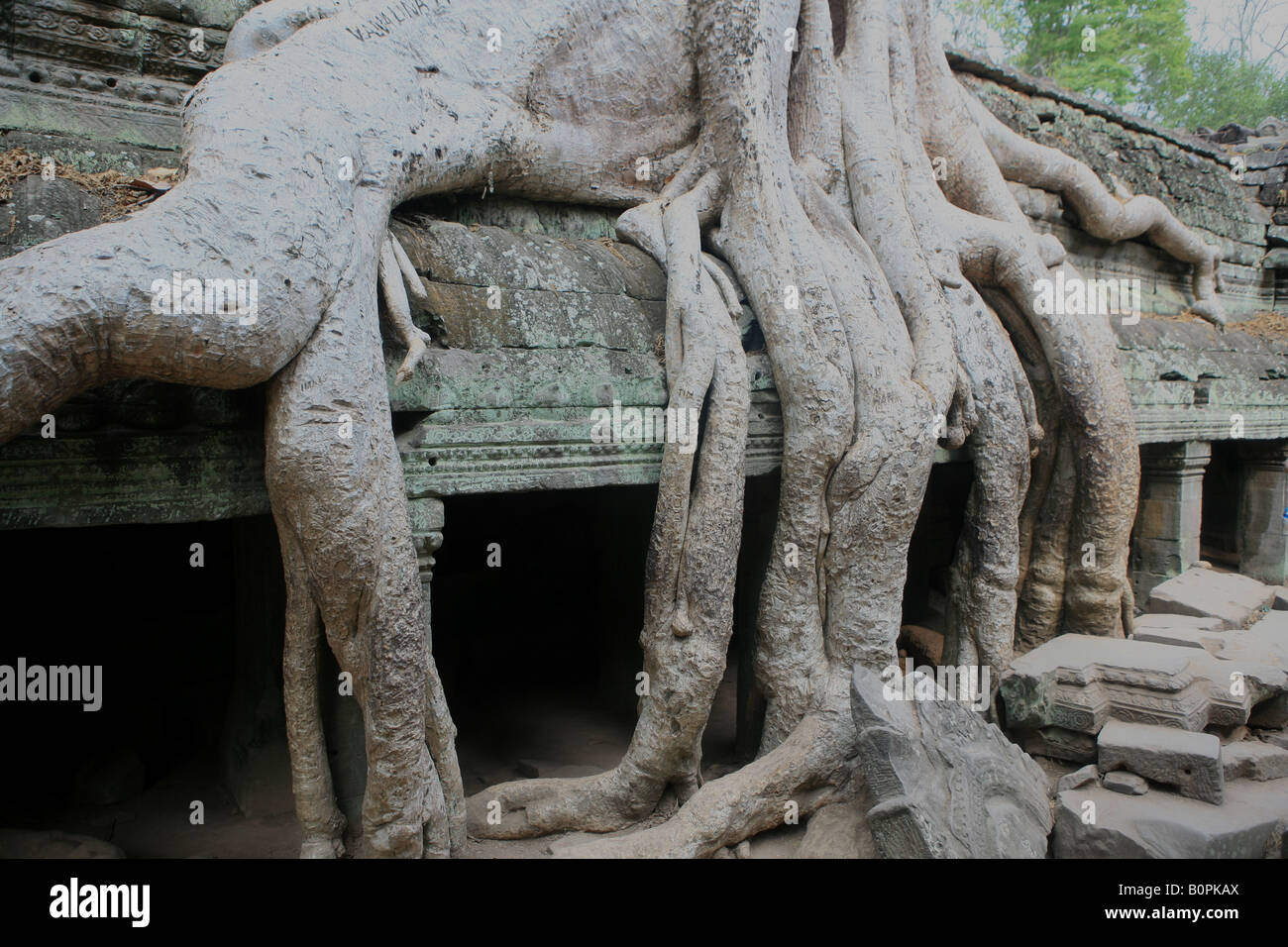 Ancient trees engulfing the walls of Ta Prohm near Angkor Wat Stock ...